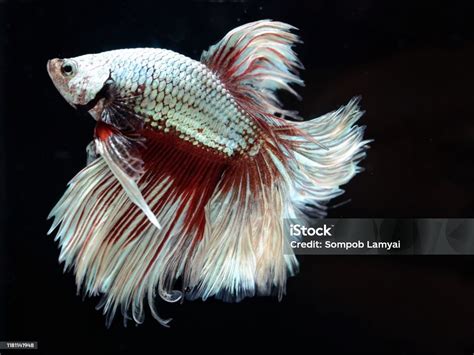 몸과 꼬리에 빨간색 흰색 줄무늬와 멋진 싸움 물고기 이상 하 고 아름 다운 색으로 다른 이름은 샴 싸움 물고기는 인기 있는 물고기입니다 감금 상태에 대한 스톡 사진 및 기타