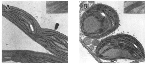 Figure 3 From Isolation And Characterization Of An Arabidopsis Mutant Deficient In The Thylakoid