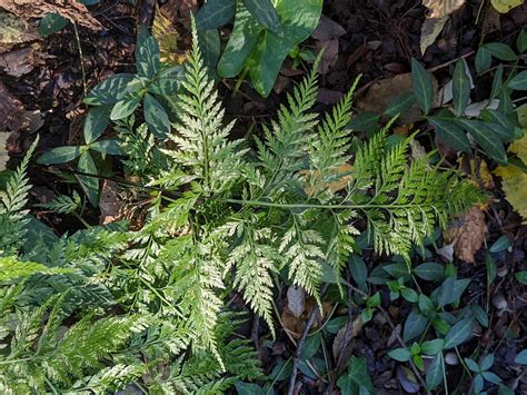 Asplenium Adiantum Nigrum Ferns And Lycophytes Of The World