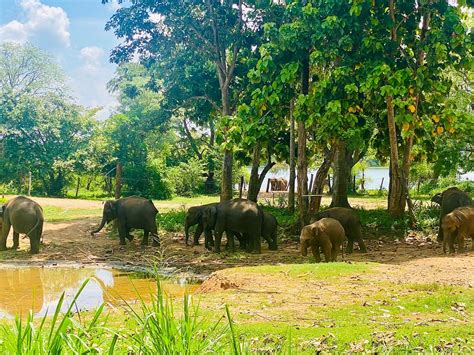 Buddika 2025 All You Need To Know Before You Go With Reviews