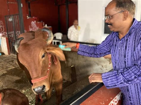 jagannath sahoo on linkedin spent time with innocents in goshala with
