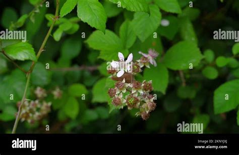 Brambles Blossom Stock Videos And Footage Hd And 4k Video Clips Alamy