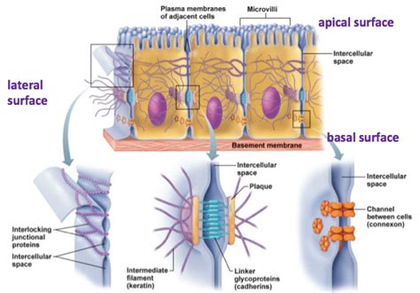 Epithelial Surface Features Diagram Quizlet