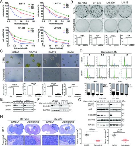 Osimertinib Treatment Inhibits Gbm Cell Proliferation And Induces Cell Download Scientific