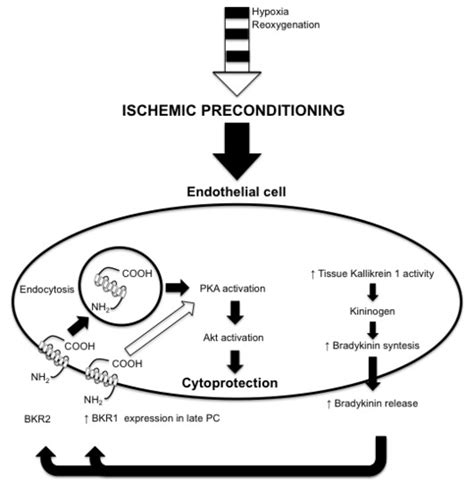 Ijms Free Full Text Autocrine Bradykinin Release Promotes Ischemic