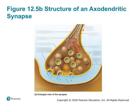 Figure 125b Structure Of An Axodendritic Synapse Diagram Quizlet