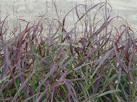 Ruby Ribbons™ Switch Grass Green Promise Farms