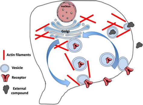 Exocytosis Golgi Apparatus