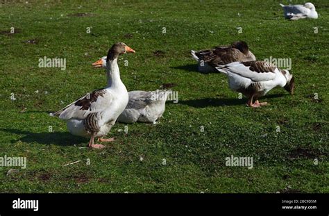 Several Gray Geese And White Geese In An Outdoor Meadow As Part Of The