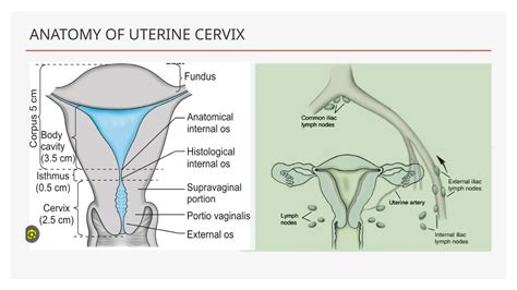 Premalignant Lesions Of The Uterine Cervix Pptpptx