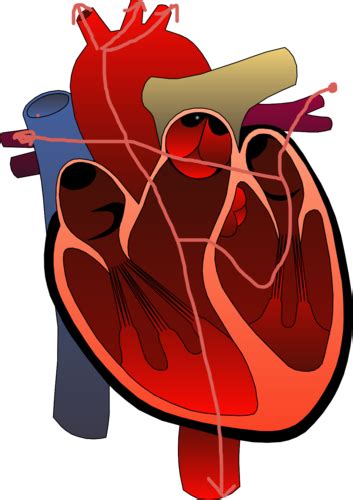 Igcse Biology Definitions Extended Max Flashcards Quizlet