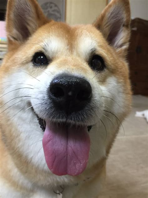 やまぐちまりこMarikoYamaguchi on Twitter RT muco vetro 6 5はムーコの日ですよーぜんこく
