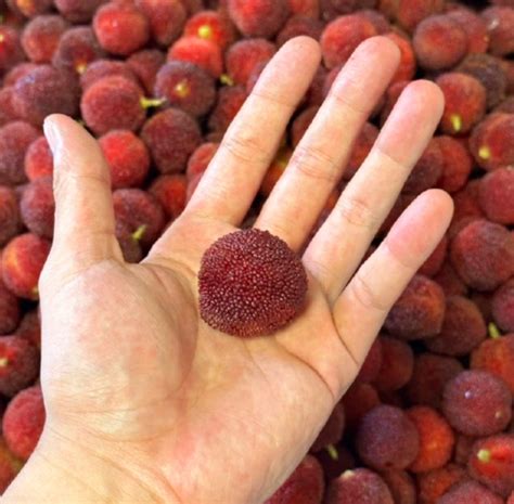 50 Seeds Bayberry Seeds Chinese Bayberry Delicious Fruits Myrica Fragrant Leaves Fresh 2024