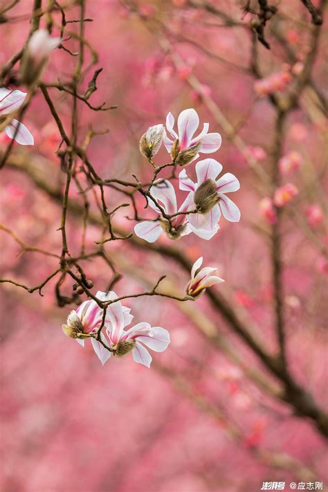 去这条玉兰花道追逐一场倾城的花事 澎湃号湃客 澎湃新闻 The Paper