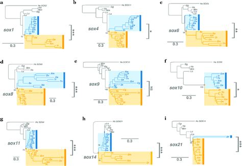 Phylogeny Analyses Of Duplicated Sox Genes In Teleosts A I