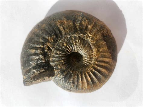 Ammonoidea Member Collections The Fossil Forum