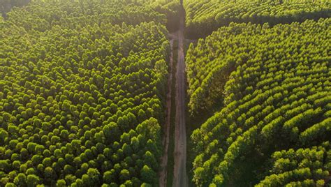 Is Planting Trees The Solution To The Co2 Problem Iflscience