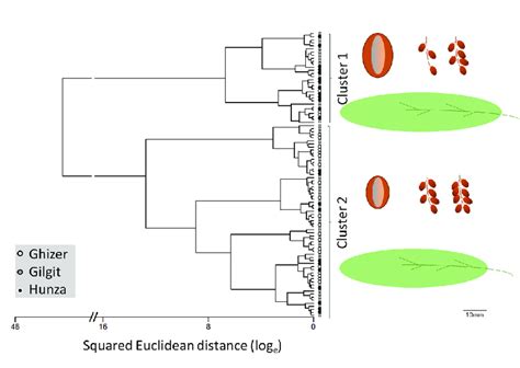 Minimum Variance Clustering With Squared Euclidean Distance Log E Of Download Scientific