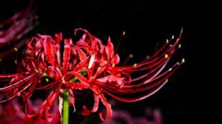 What Is A Gaki Japanese Yokai Manekineko GAMES