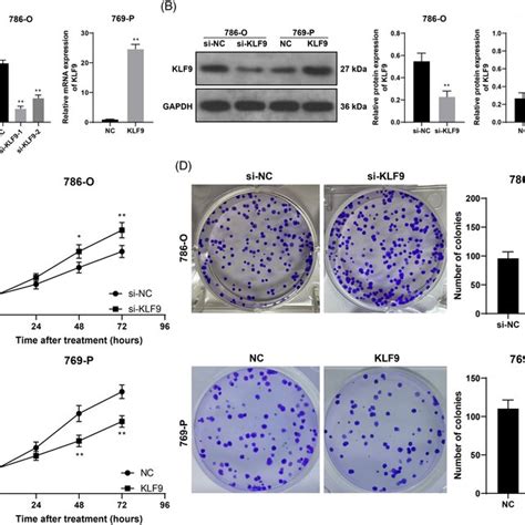 Klf9 Overexpression Inhibits Invasion And Migration Of Rcc Cells A