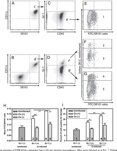 Figure 1 From Cryptococcus Neoformans Induced Macrophage Lysosome