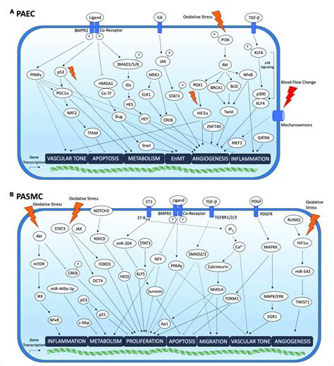 Transcription Factor Pathways In Paec And Pasmc Associated With Pah Download Scientific