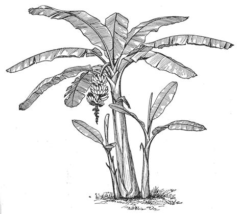 Learn To Draw The Fascinating Banana Tree Tips And Tutorials