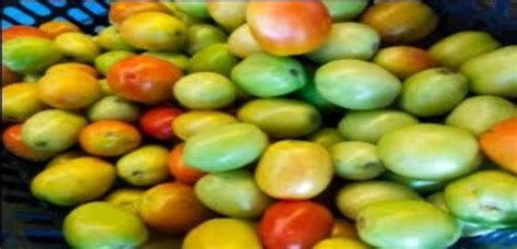 အထက်မင်းလှမြို့၊ ဇေယျာသီရိဈေးတွင် ခရမ်းချဉ်သီးဈေးနှုန်းများ ကျဆင်းလျက်ရှိ Consumer