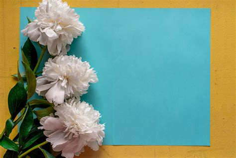 종이 프레임이 닫히는 신선한 모란 흰 꽃 파란색 배경에 공간을 복사초대 플랫 레이 0명에 대한 스톡 사진 및 기타 이미지 0명 개념 개념과 주제 Istock