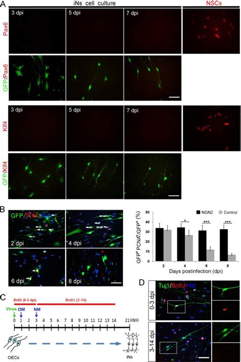 Direct Neuronal Reprogramming Of Olfactory Ensheathing Cells For Cns Repair Pmc
