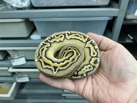 Pastel Cinnamon Puzzle Ball Python By Heliguy Serpents Morphmarket