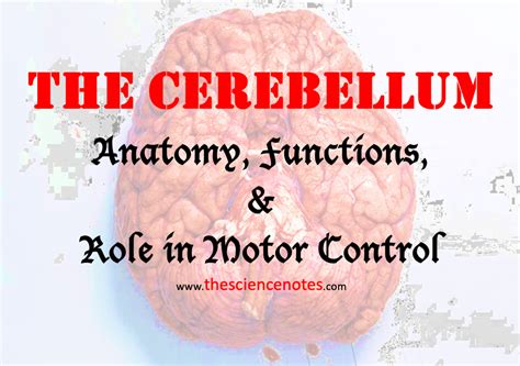 The Cerebellum Anatomy Functions And Role In Motor Control The Science Notes