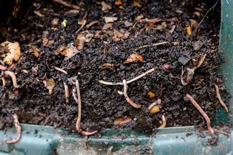 Vermicompost Right In Your Garden Make A Worm Bucket