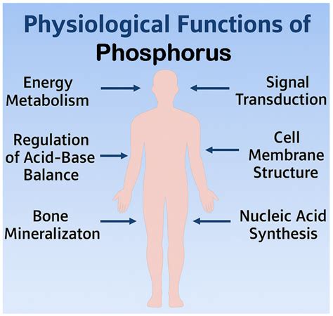 Phosphorus Intake And Cancer Risk A Theoreticalconceptual Model And