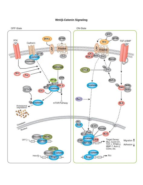 Wnt β Catenin Signaling信号通路可编辑 文档下载