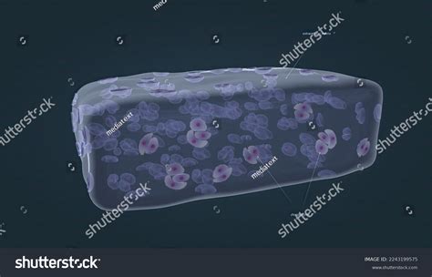 Chondrocytes Cells Responsible Cartilage Formation 3d Stock Illustration 2243199575 Shutterstock