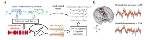 Modelling And Prediction Of The Dynamic Responses Of Large Scale Brain