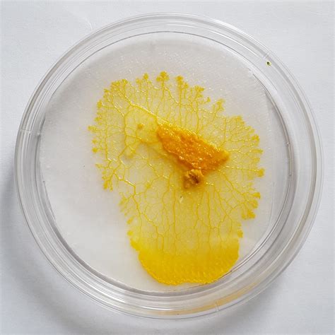 Physarum Polycephalum Sclerotia Produces Bright Yellow Plasmodium