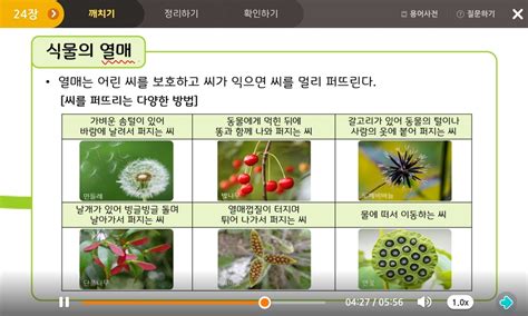 식물의 구조와 기능 6학년 1학기 과학 3단원 아이스크림 홈런