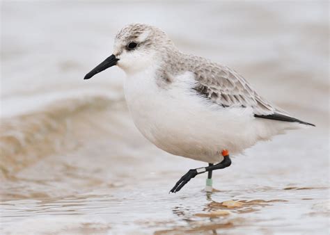 My Wild Life Tom Hines Ringed Sanderling Washed Up In Wells