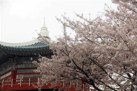 2024龙头山公园游玩攻略 龙头山公园 釜山塔的配置和南 去哪儿攻略