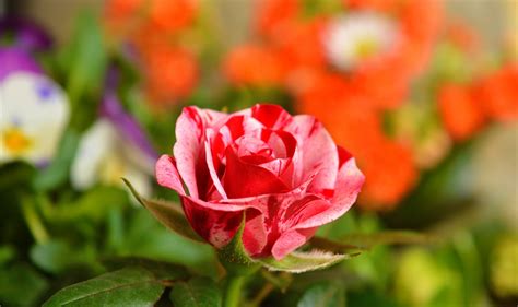 Необычная красивая роза крупным планом обои для рабочего стола картинки фото