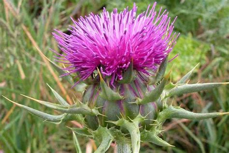 Silybum Marianum Bula Silybum Marianum Bienfaits Dxjfw