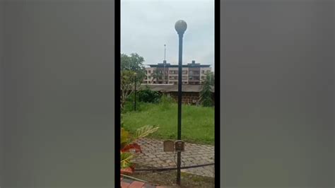 Beautiful Tree Kokan Tree Short Youtube