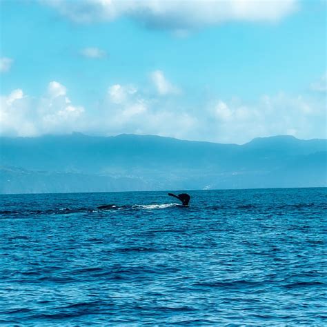 Ultimate Guide To Whale Watching In The Azores Absolutely Lucy