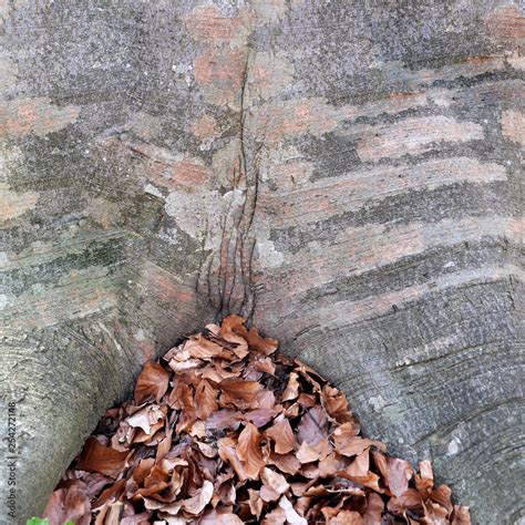Tree Roots In The Shape Of A Female Vagina With Fall Foliage Stock Photo Adobe Stock