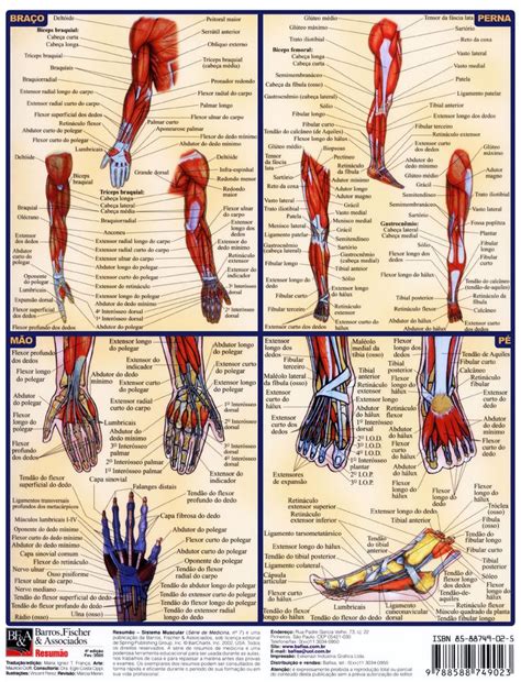 Sistema Muscular Pdf Asignatura BiologÍa Grado SÉptimo Periodo Iv