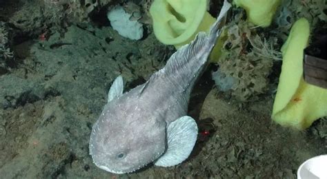 9 Bizarre Facts About Blobfish That You Should Know The Fact Site