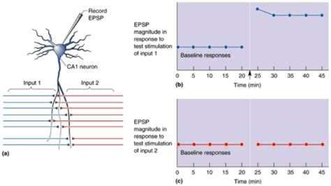 Memory Pt Flashcards Quizlet Memory Pt Flashcards Quizlet