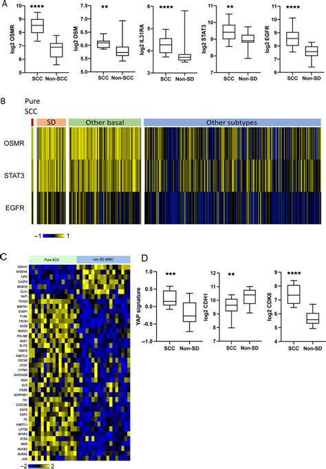 Osmr And Yap Signalling In Pure Bladder Scc And Other Subtypes A Download Scientific Diagram